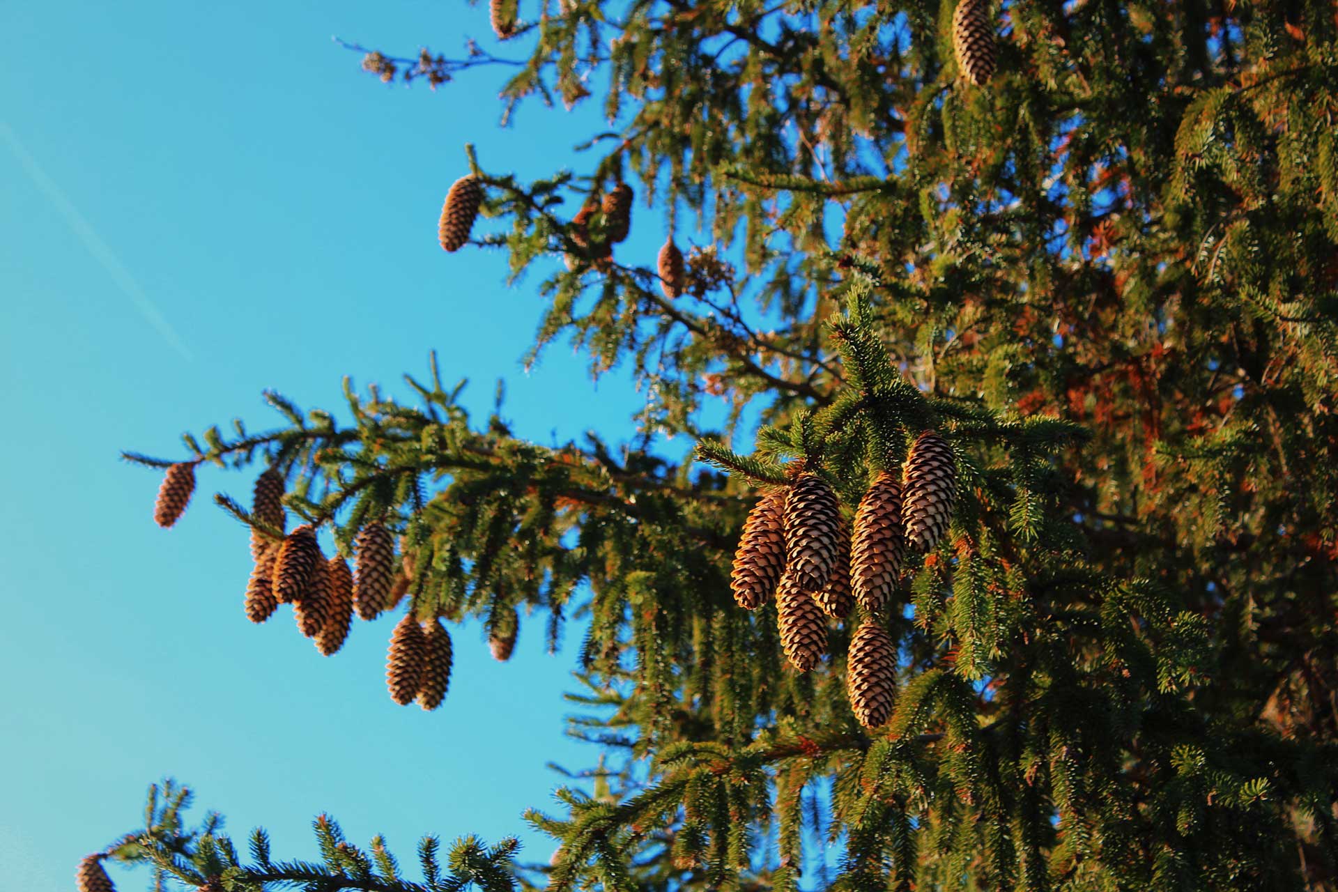 Fencing Installation in Avon, Indiana